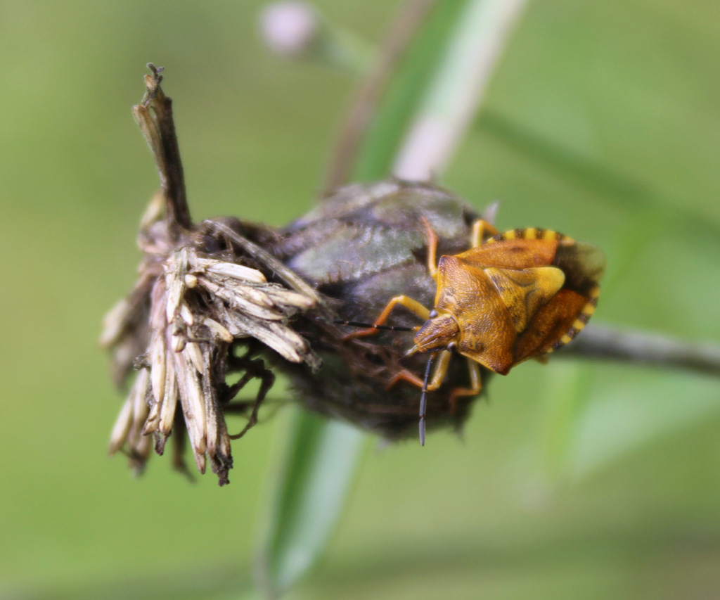 Wanze Foto & Bild | natur, insekten, tiere Bilder auf fotocommunity