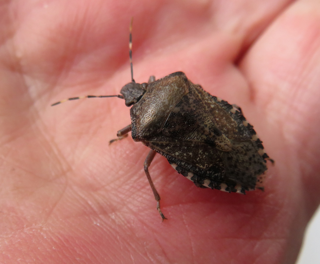 Wanze Foto & Bild | natur, insekten, tiere Bilder auf fotocommunity