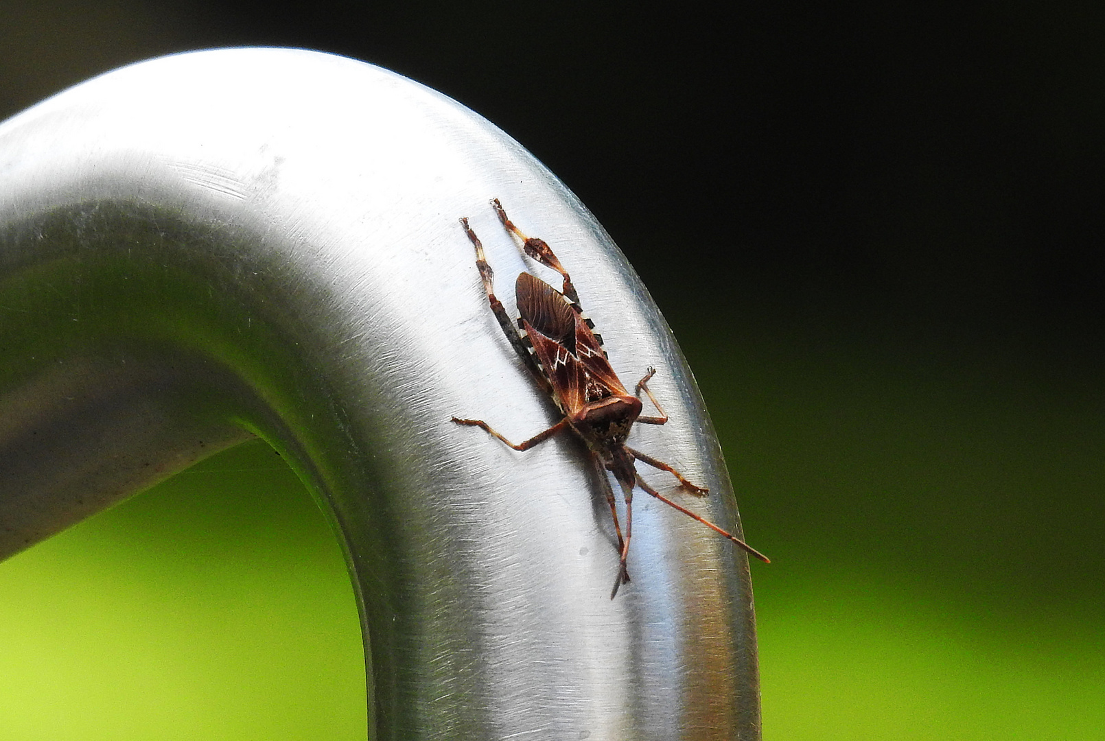 Wanze Foto & Bild | tiere, wildlife, insekten Bilder auf fotocommunity