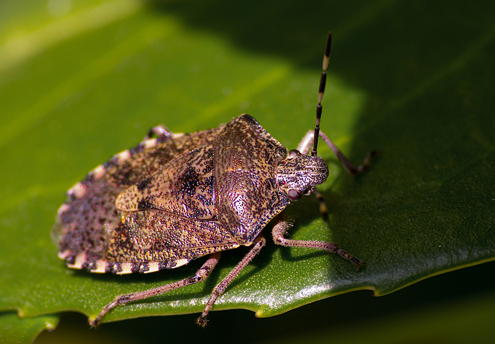 Wanze Foto & Bild | tiere, wildlife, insekten Bilder auf fotocommunity