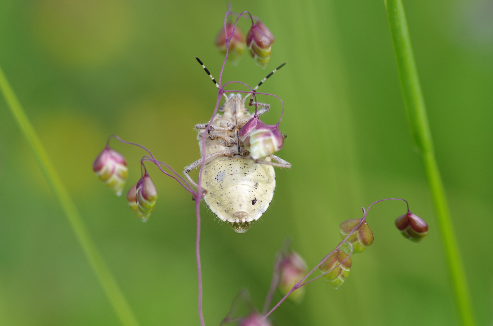Wanze Foto & Bild | tiere, wildlife, insekten Bilder auf fotocommunity