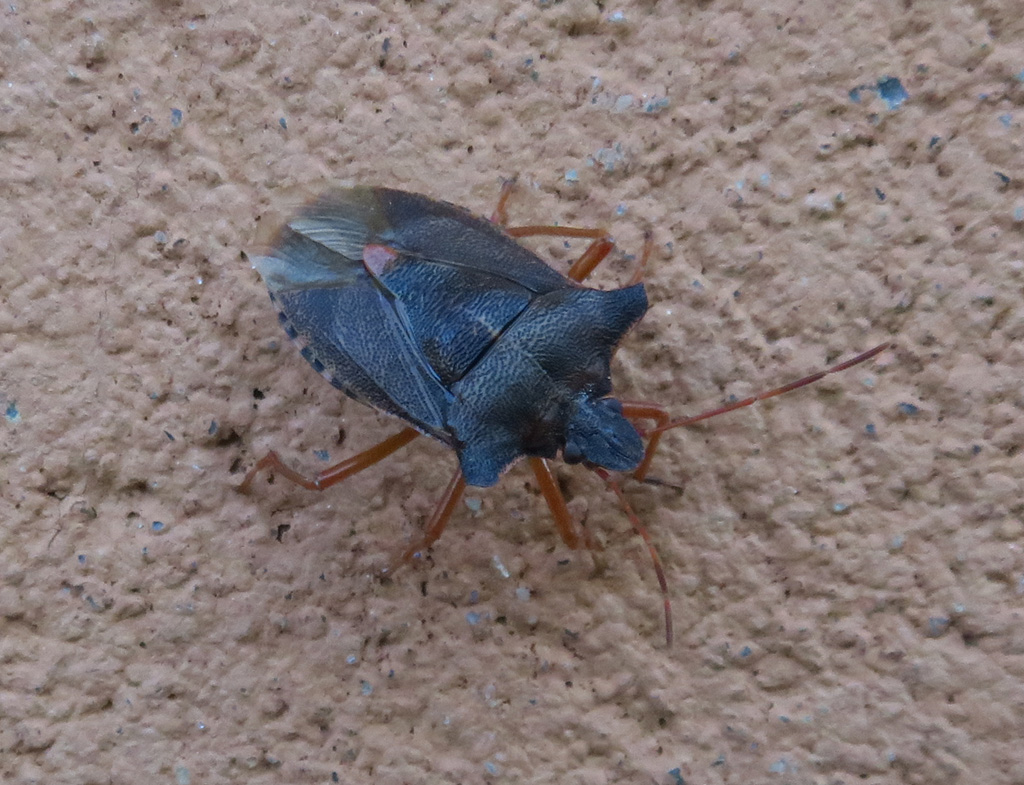 Wanze Foto & Bild | insekten, natur, tiere Bilder auf fotocommunity