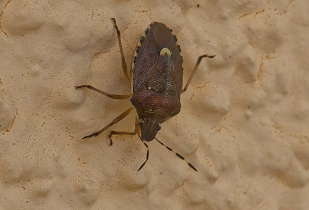 WANZE Foto & Bild | tiere, wildlife, insekten Bilder auf fotocommunity