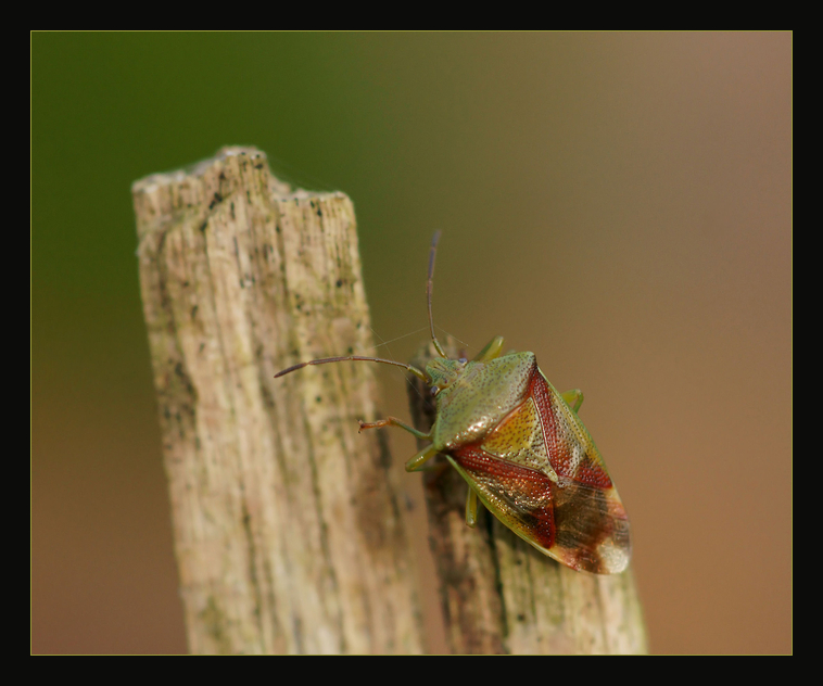 Wanze Foto & Bild | tiere, wildlife, insekten Bilder auf fotocommunity