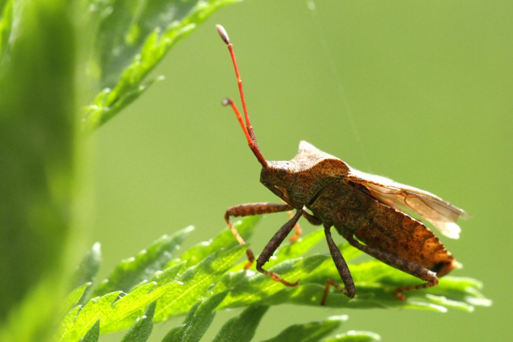 Wanze Foto & Bild | tiere, wildlife, insekten Bilder auf fotocommunity