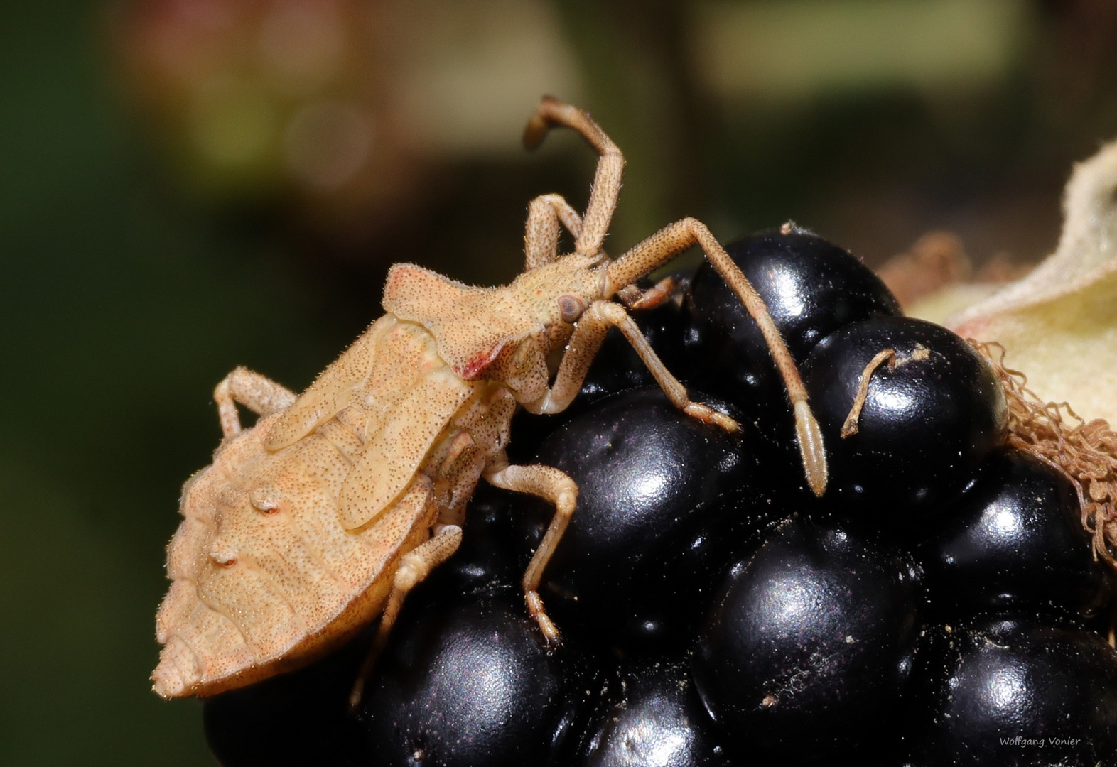 Wanze Foto & Bild | nah- & makro, tiere, wildlife Bilder auf fotocommunity
