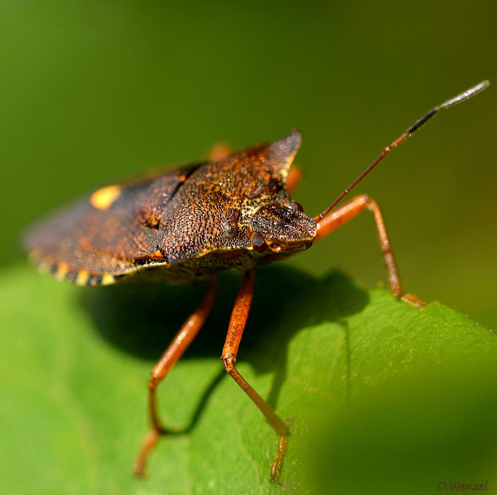 Wanze Foto & Bild | tiere, tierdetails, wanze Bilder auf fotocommunity