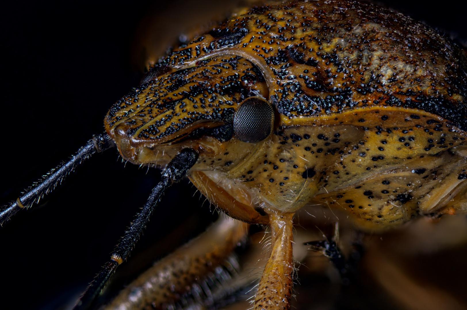 Wanze Foto & Bild | natur-makros, natur-kreativ, aufnahmetechniken ...