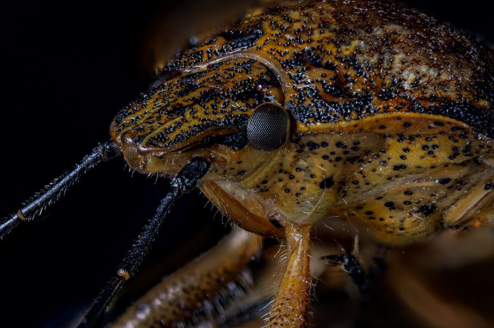 Wanze Foto & Bild | natur-makros, natur-kreativ, aufnahmetechniken ...