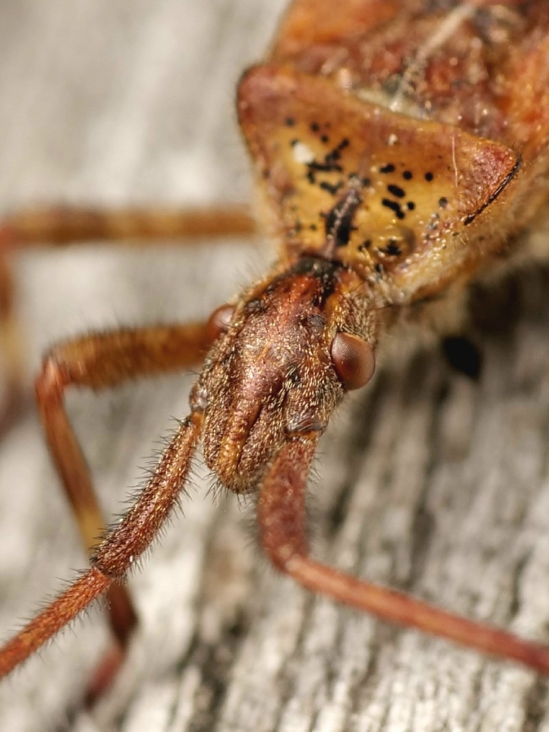 Wanze Foto & Bild | tiere, wildlife, zoo, wildpark & falknerei Bilder ...