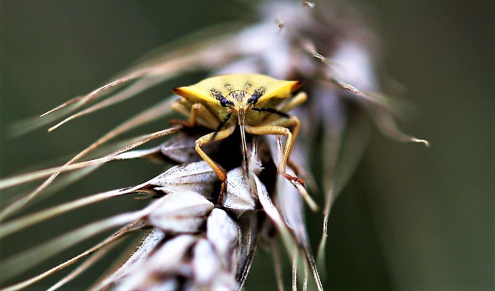 Wanze Foto & Bild | tiere, wildlife, insekten Bilder auf fotocommunity