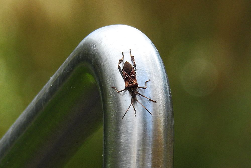 Wanze Foto & Bild | tiere, wildlife, insekten Bilder auf fotocommunity