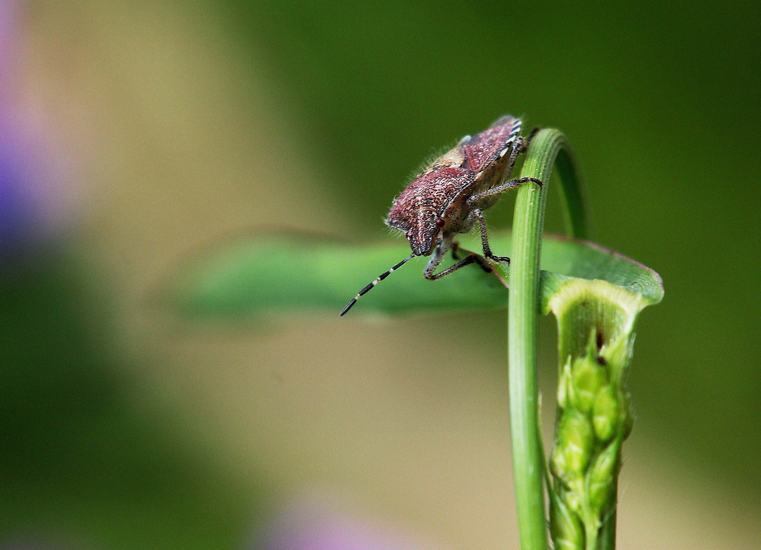 Wanze Foto & Bild | tiere, wildlife, insekten Bilder auf fotocommunity