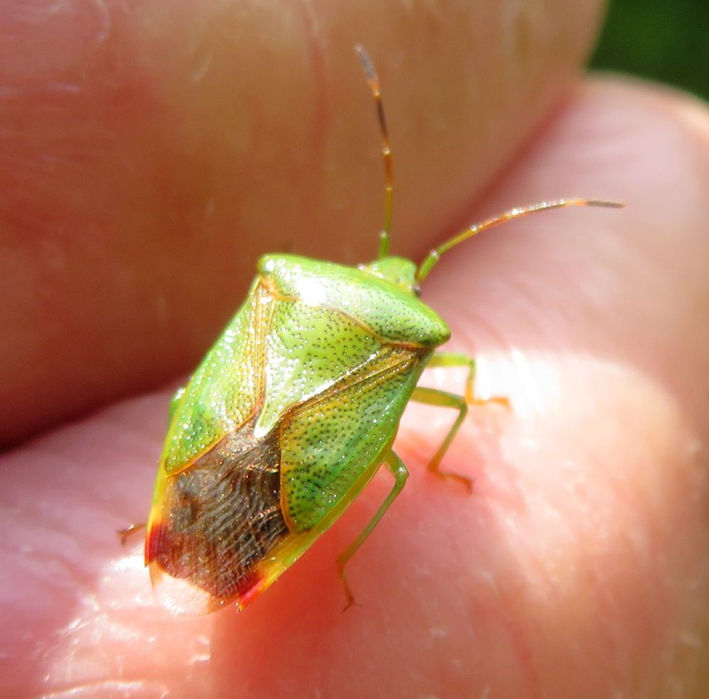 Wanze Foto & Bild | insekten, natur, tiere Bilder auf fotocommunity