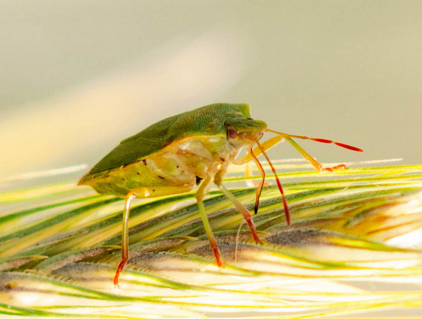 Wanze Foto & Bild | tiere, wildlife, insekten Bilder auf fotocommunity