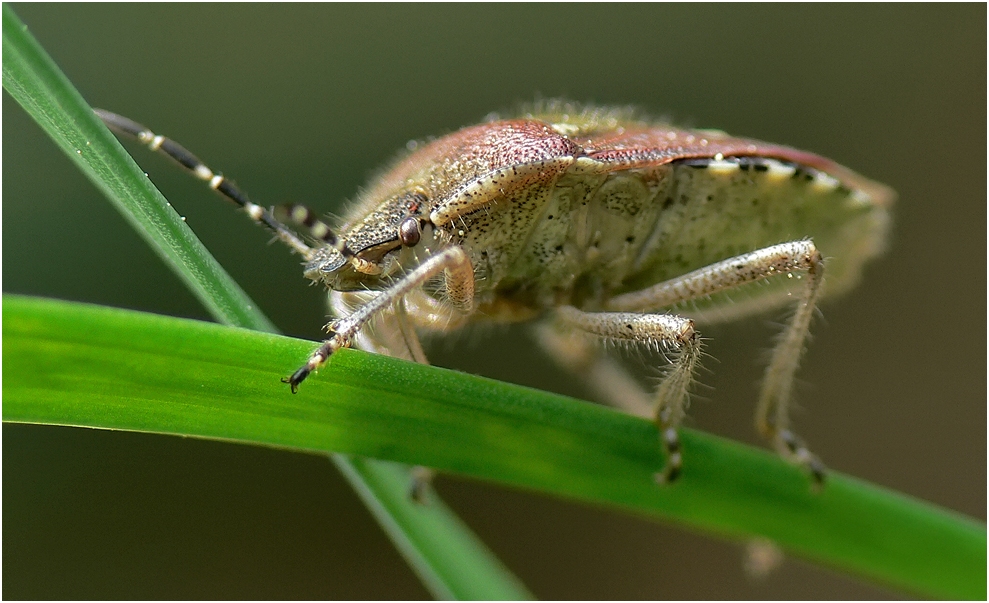 Wanze Foto & Bild | tiere, wildlife, insekten Bilder auf fotocommunity
