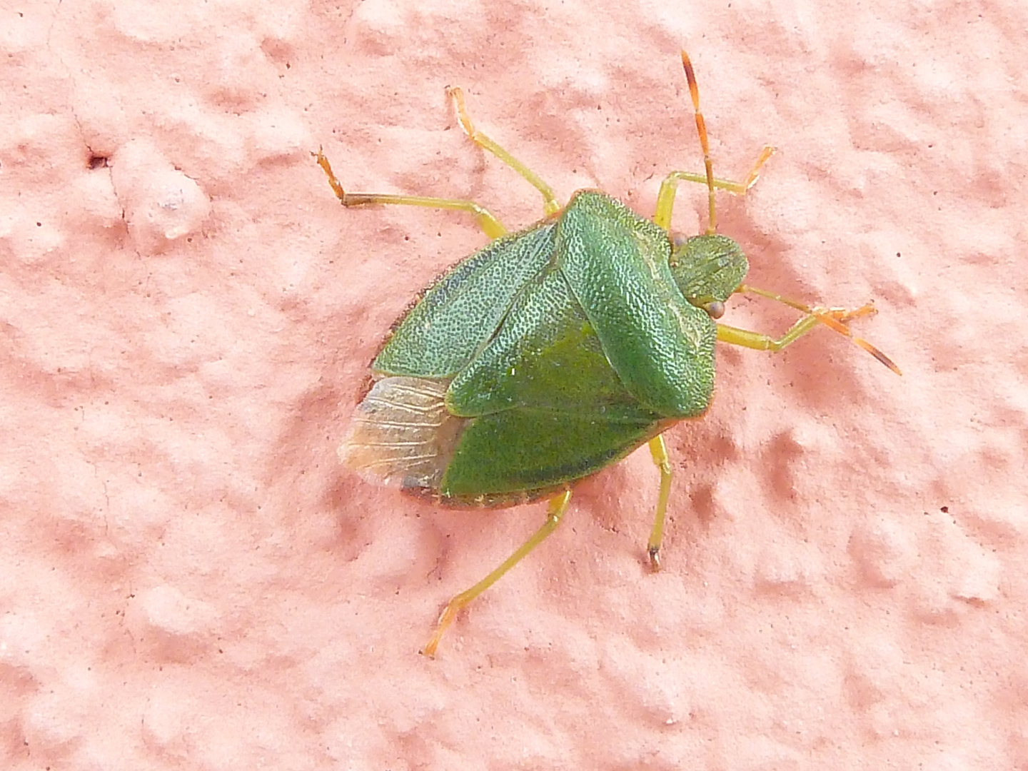 Wanze Foto & Bild | insekten, käfer, makros Bilder auf fotocommunity