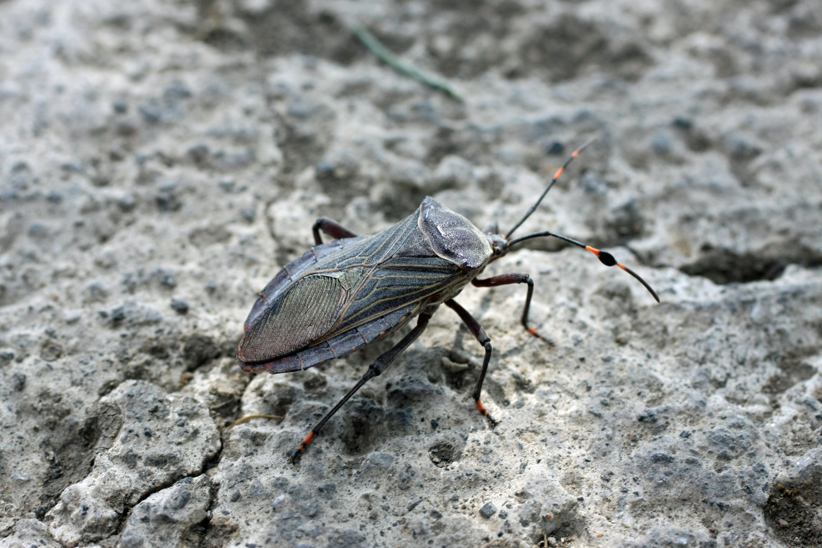 Wanze Foto & Bild | north america, central america, tiere Bilder auf ...