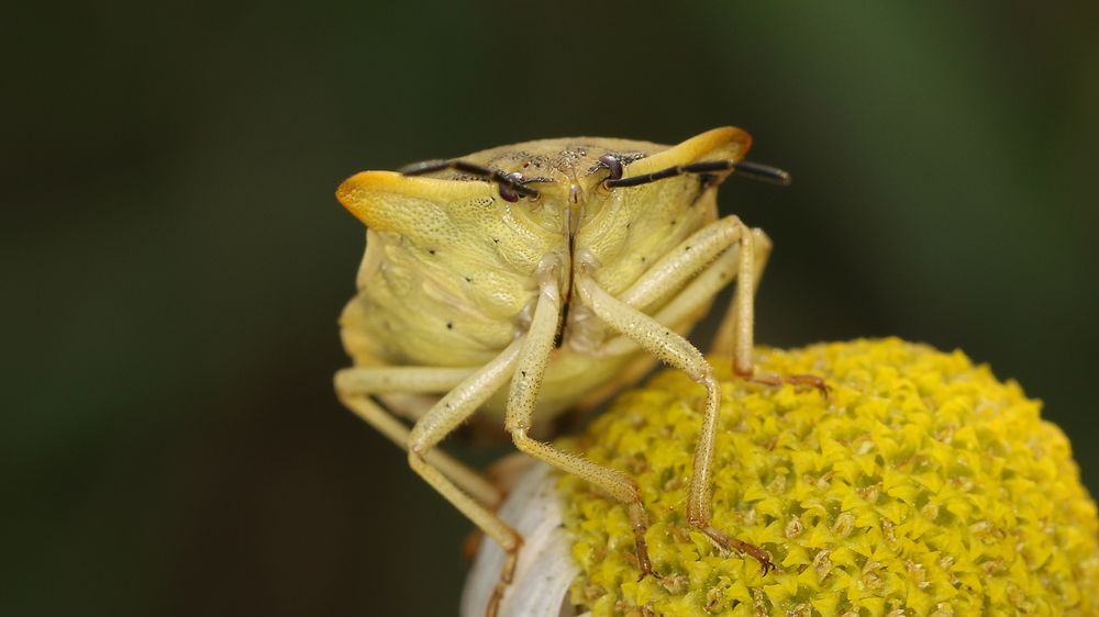 Wanze... Foto & Bild | tiere, wildlife, insekten Bilder auf fotocommunity