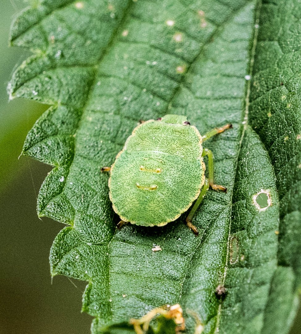 wanze Foto & Bild | tiere, wildlife, insekten Bilder auf fotocommunity