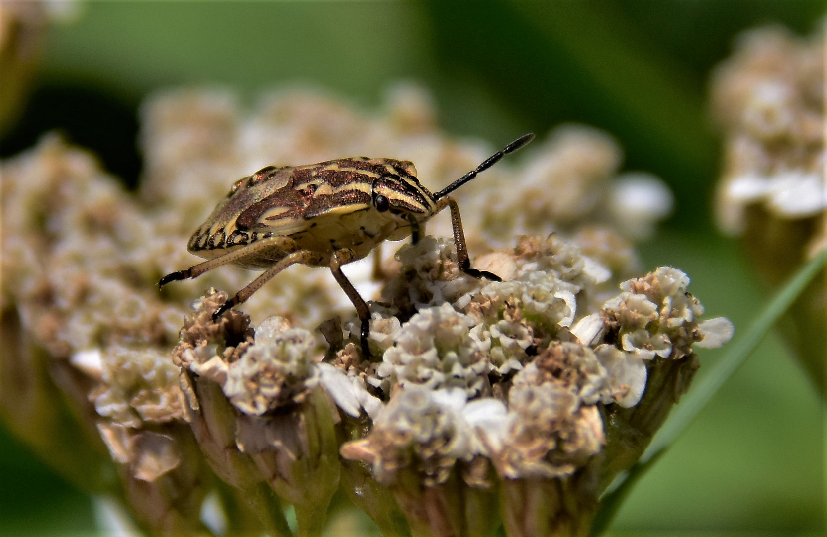 Wanze Foto & Bild | tiere, wildlife, insekten Bilder auf fotocommunity