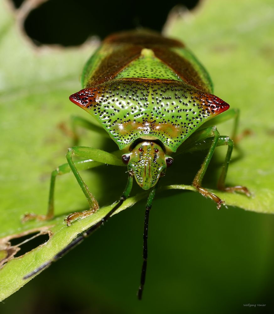 Wanze Foto & Bild | nah- & makro, tiere, wildlife Bilder auf fotocommunity