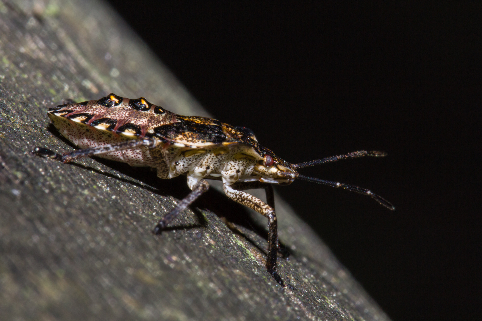 - Wanze - Foto & Bild | tiere, wildlife, insekten Bilder auf fotocommunity