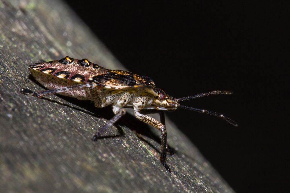 - Wanze - Foto & Bild | tiere, wildlife, insekten Bilder auf fotocommunity