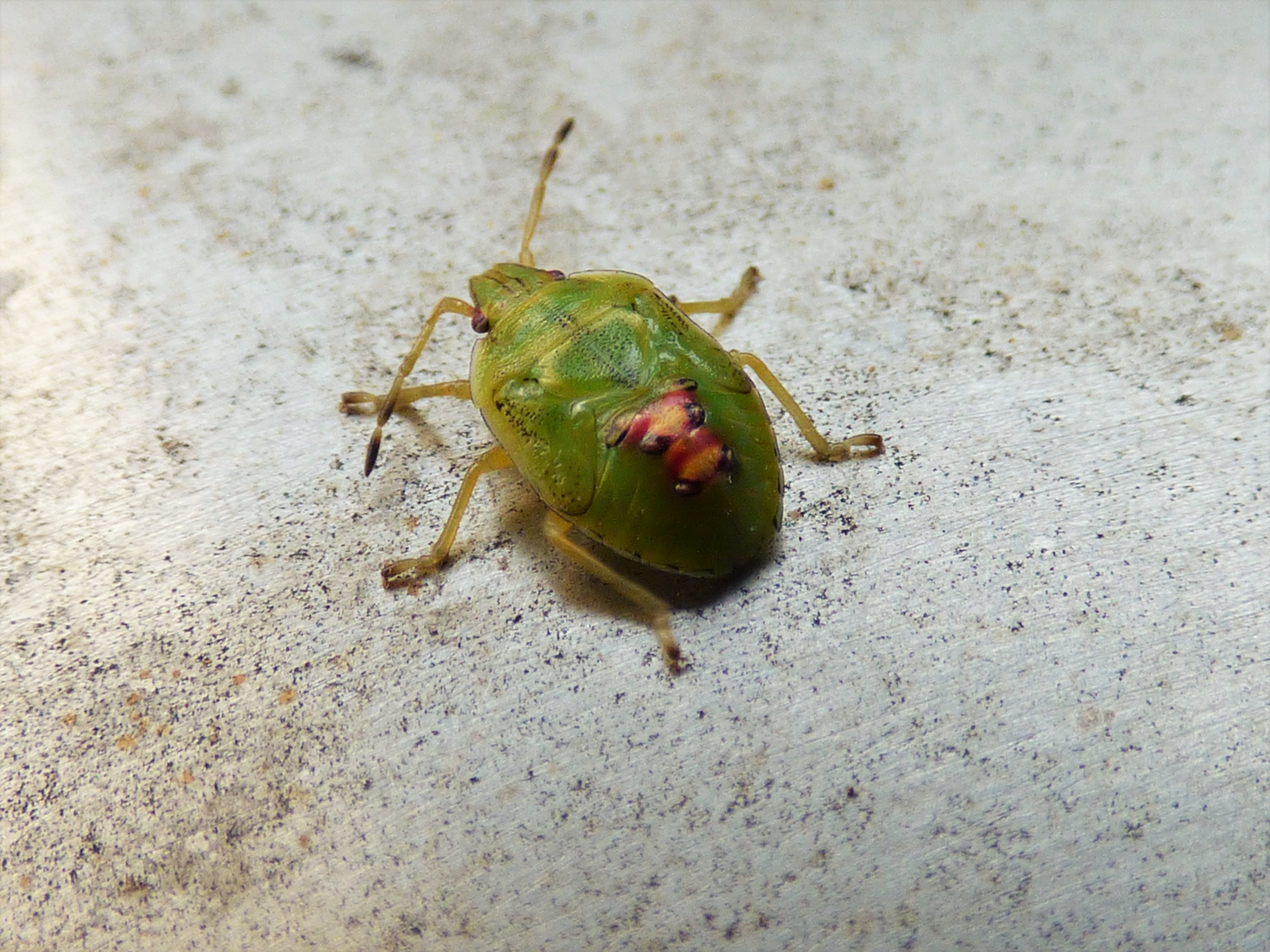 Wanze Foto & Bild | natur, insekten, tiere Bilder auf fotocommunity