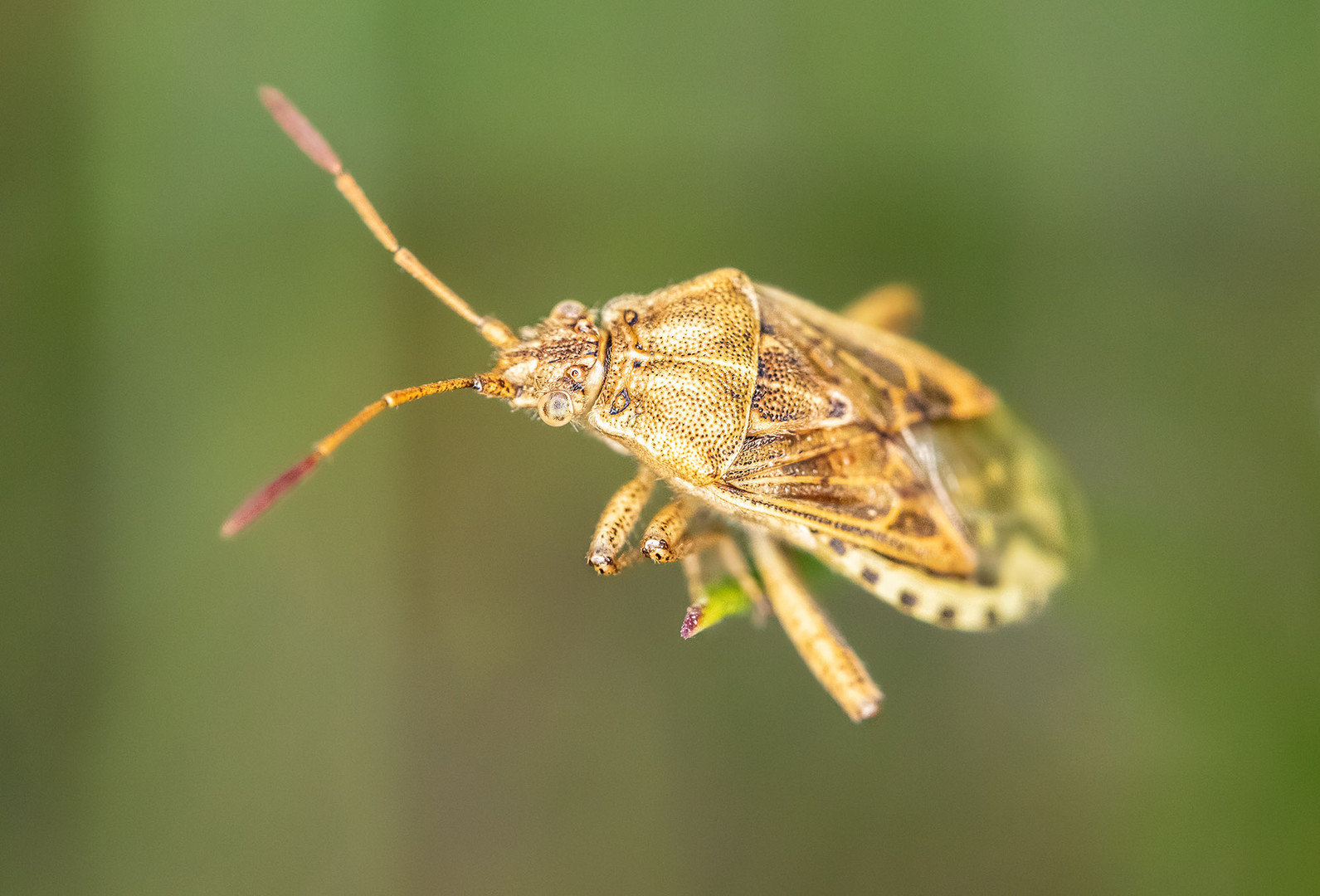 Wanze - Baumwanze?...nöö, ausgewachsene Glasflügelwanze Foto & Bild ...