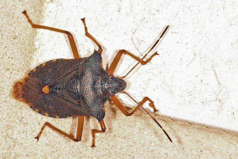 Wanze Foto & Bild | andere insekten, fotos, sommer Bilder auf fotocommunity