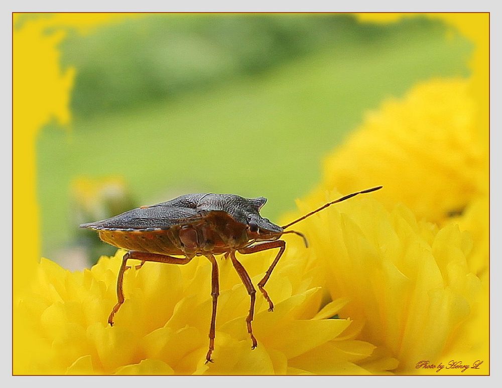Wanze Foto & Bild | tiere, wildlife, insekten Bilder auf fotocommunity