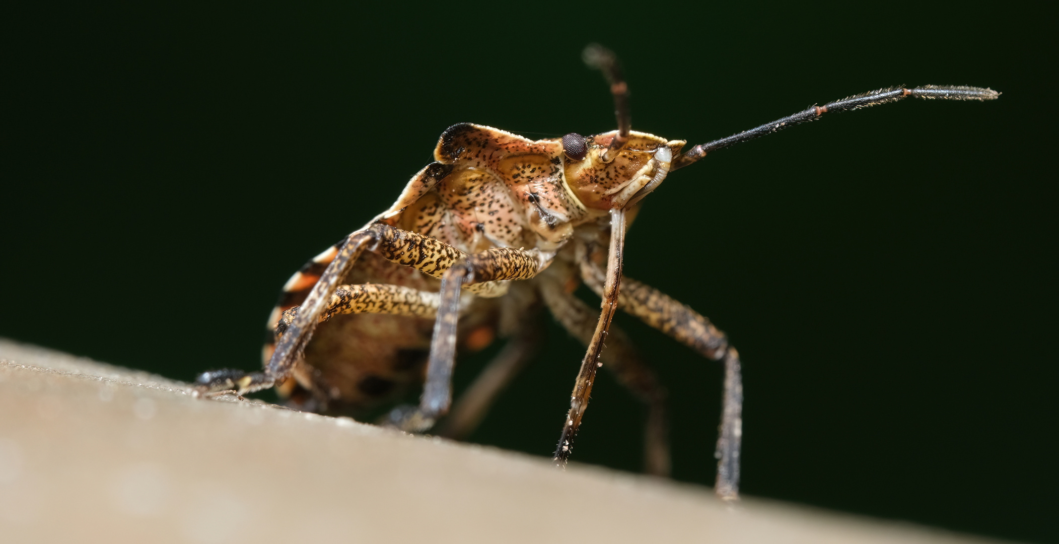 Wanze Foto & Bild | natur, insekten, tiere Bilder auf fotocommunity