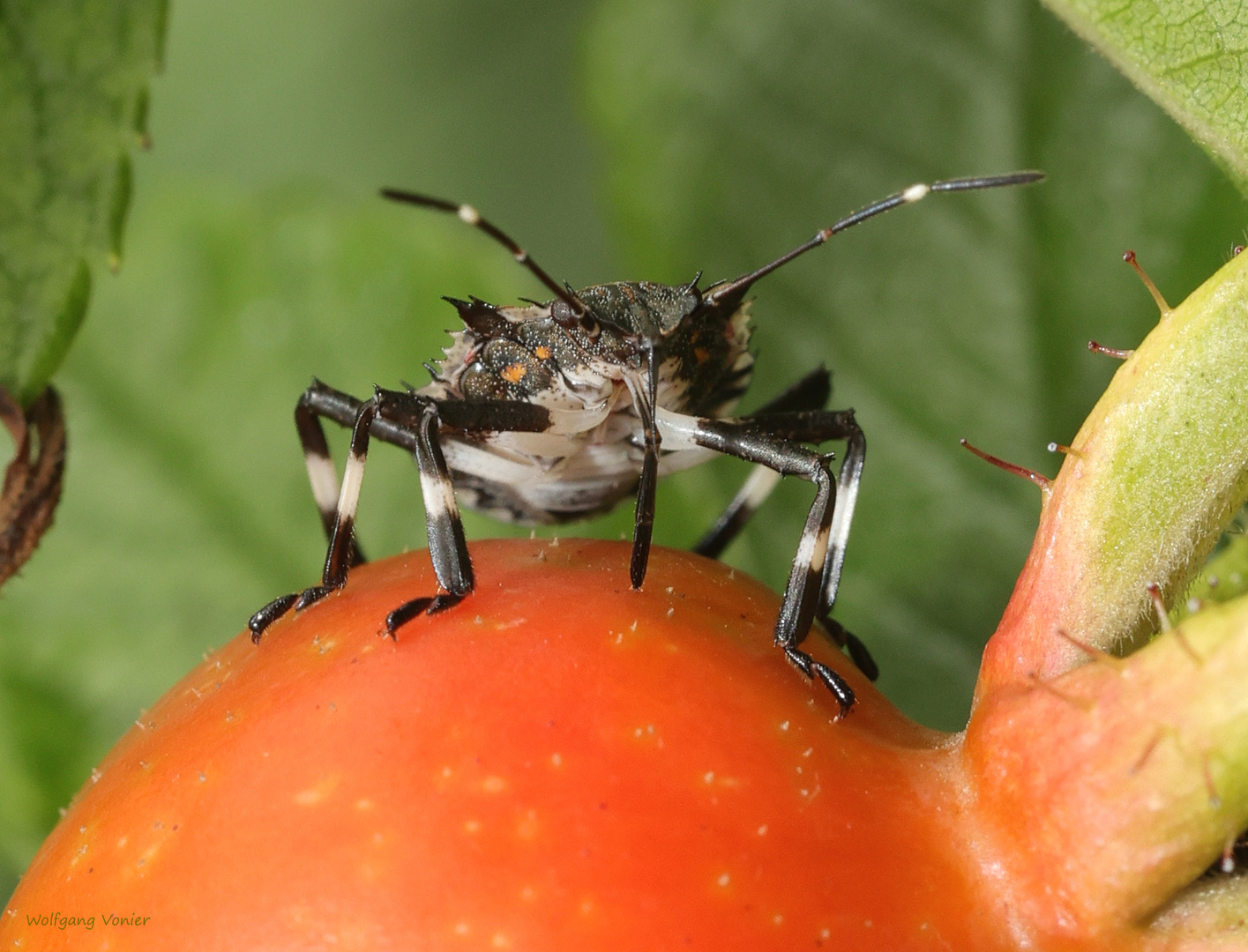 Wanze Foto & Bild | nah- & makro, tiere, wildlife Bilder auf fotocommunity