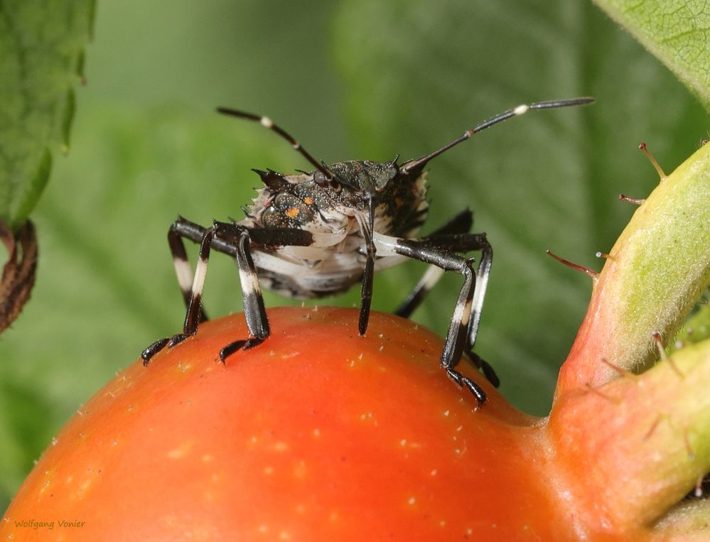 Wanze Foto & Bild | nah- & makro, tiere, wildlife Bilder auf fotocommunity