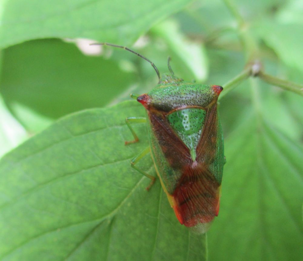 Wanze Foto & Bild | insekten, natur, tiere Bilder auf fotocommunity