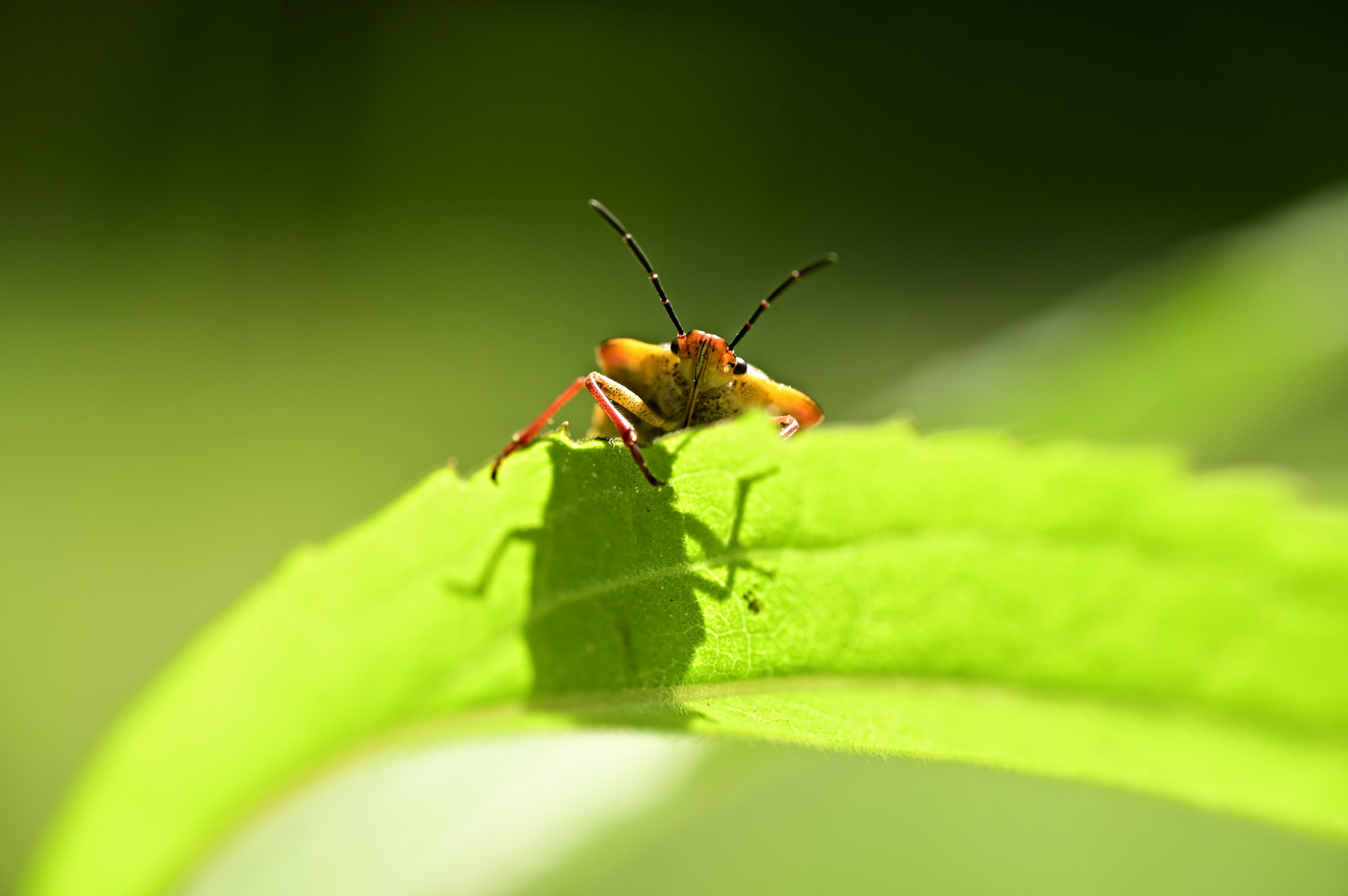 Wanze Foto & Bild | tiere, wildlife, insekten Bilder auf fotocommunity