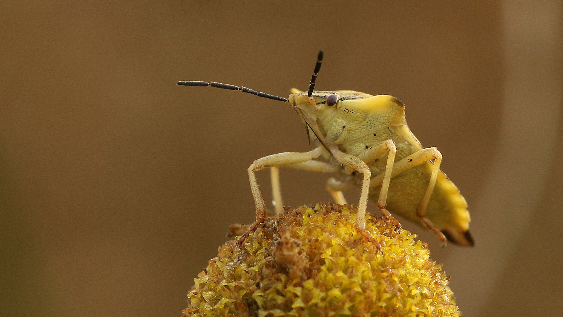 Wanze ganz oben. Foto & Bild | tiere, wildlife, insekten Bilder auf ...