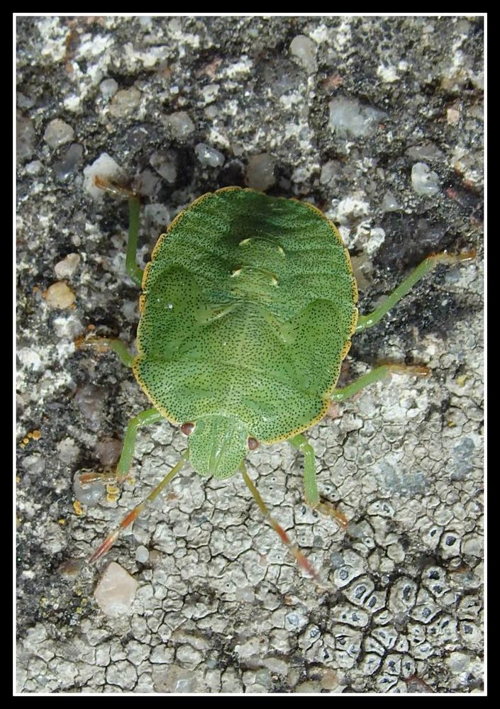 Wanze grün Foto & Bild | natur, tiere, wanze Bilder auf fotocommunity