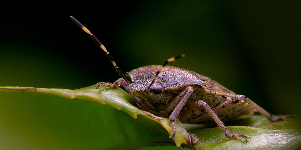 Wanze II Foto & Bild | tiere, wildlife, insekten Bilder auf fotocommunity