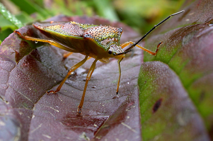 Wanze im Regen Foto & Bild | tiere, wildlife, insekten Bilder auf ...
