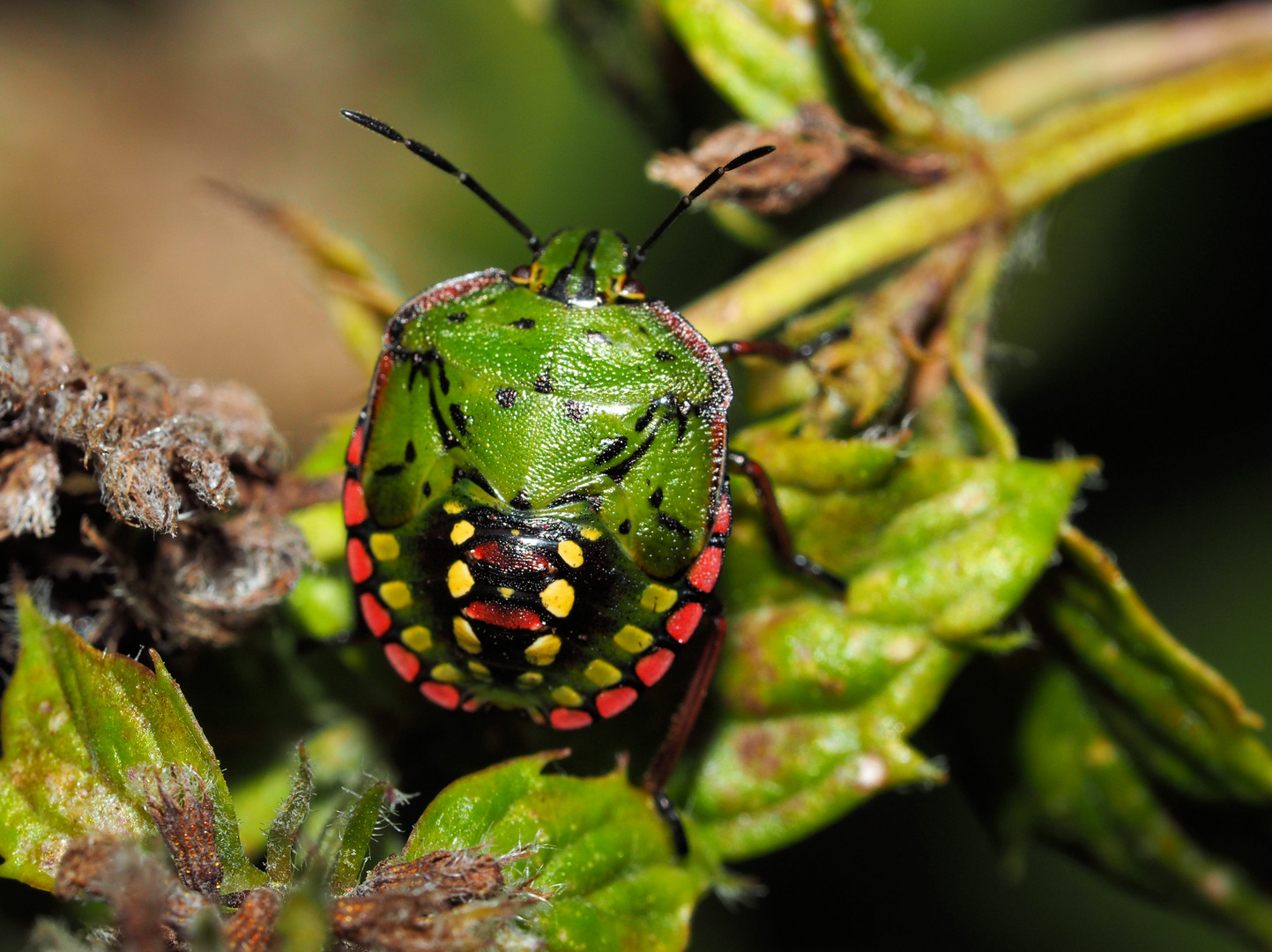 Wanze in bunt … Foto & Bild | natur, tiere, wildlife Bilder auf ...