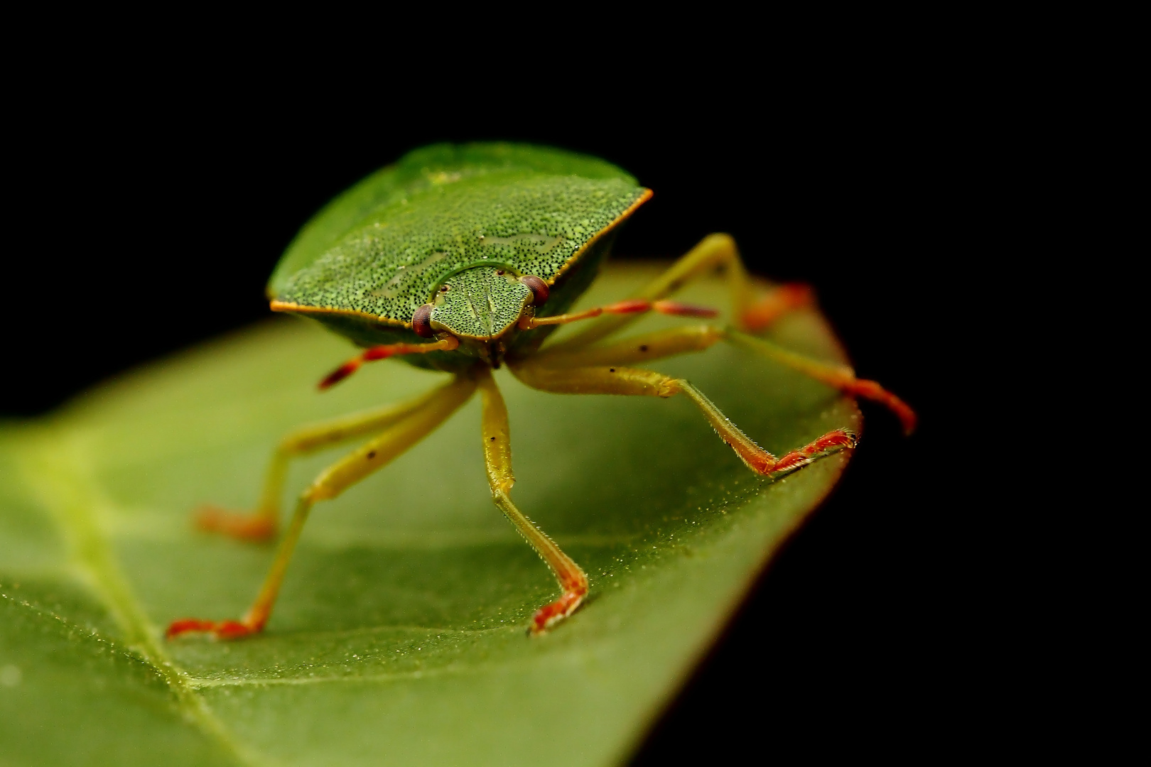 Wanze in der Natur... Foto & Bild | natur, insekten, niederrhein Bilder ...