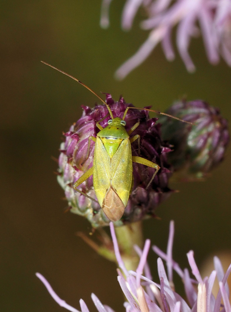 Wanze in Grün.... Foto & Bild | natur, insekt, insekten Bilder auf ...