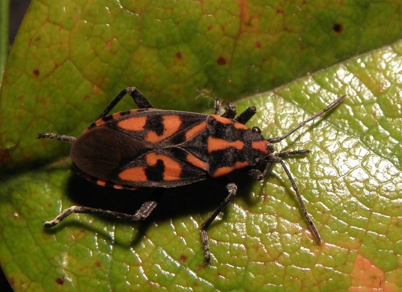 Wanze mit dem Namen Knappe Foto & Bild | tiere, wildlife, insekten ...