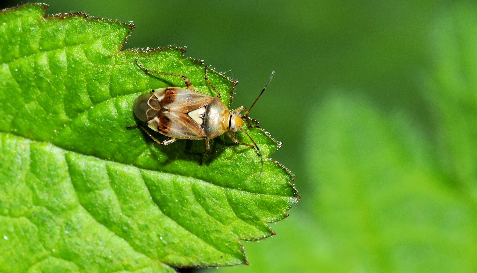 Wanze mit Herz Foto & Bild | natur, insekten, tiere Bilder auf ...