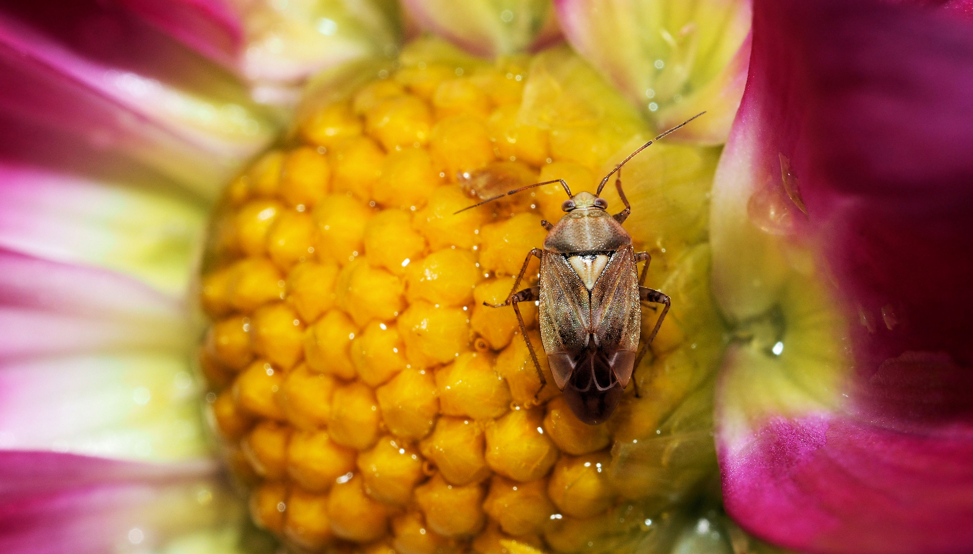Wanze mit Herz .... Foto & Bild | fotos, natur, insekt Bilder auf ...