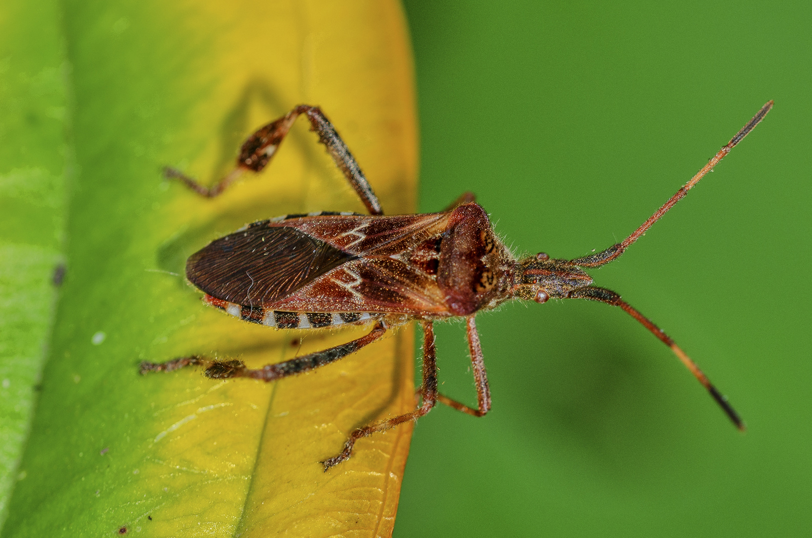 Was Sind Die Verschiedenen Wanzen-Arten? – USQZR