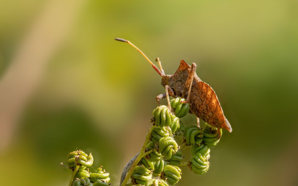 Wanze mit Überblick Foto & Bild | nah- & makro, tiere, wildlife Bilder ...