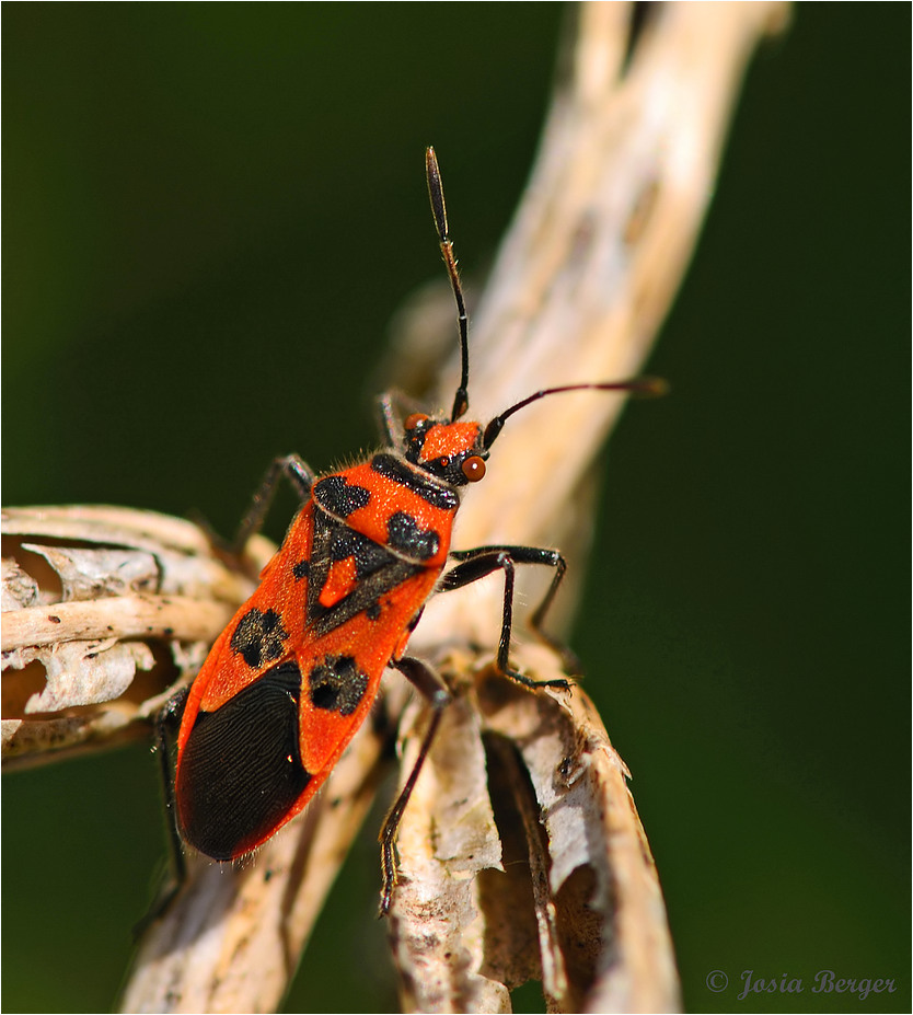 Wanze rot/orange 1 Foto & Bild | tiere, wildlife, insekten Bilder auf ...